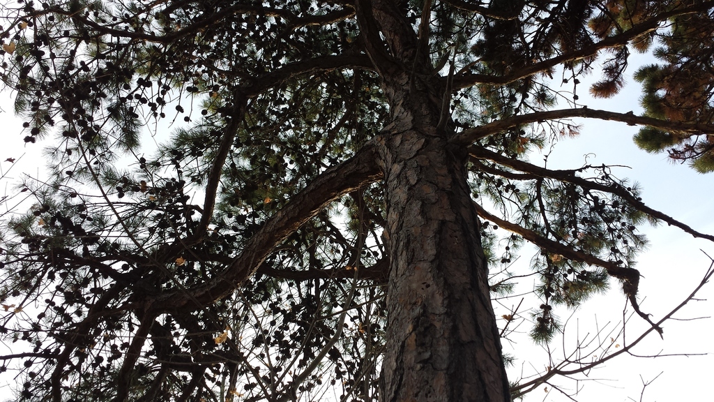 pitch pine from Monroe, New York, United States on December 8, 2015 at ...