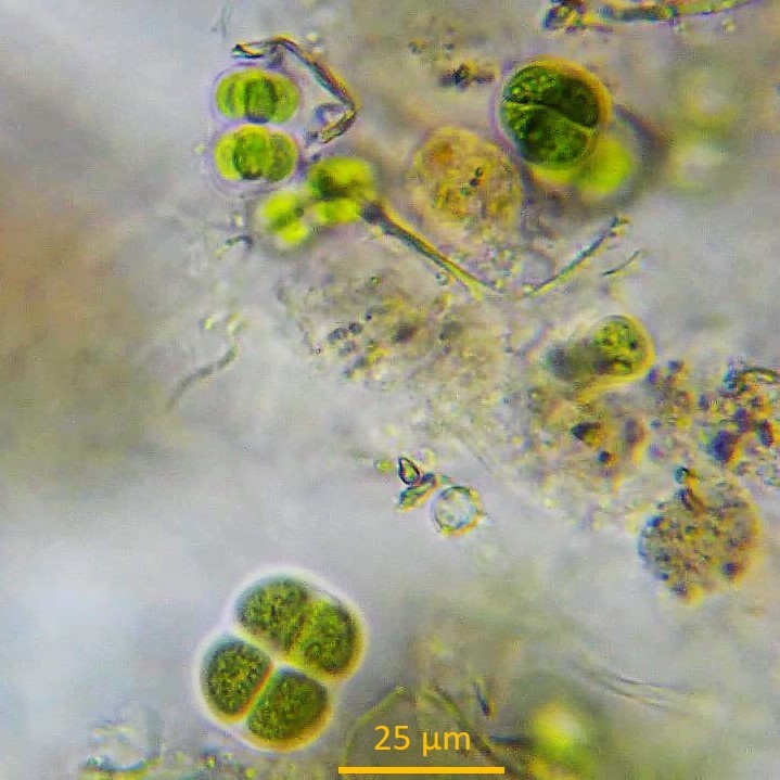 Chroococcus turgidus (Kütz.) Nägeli