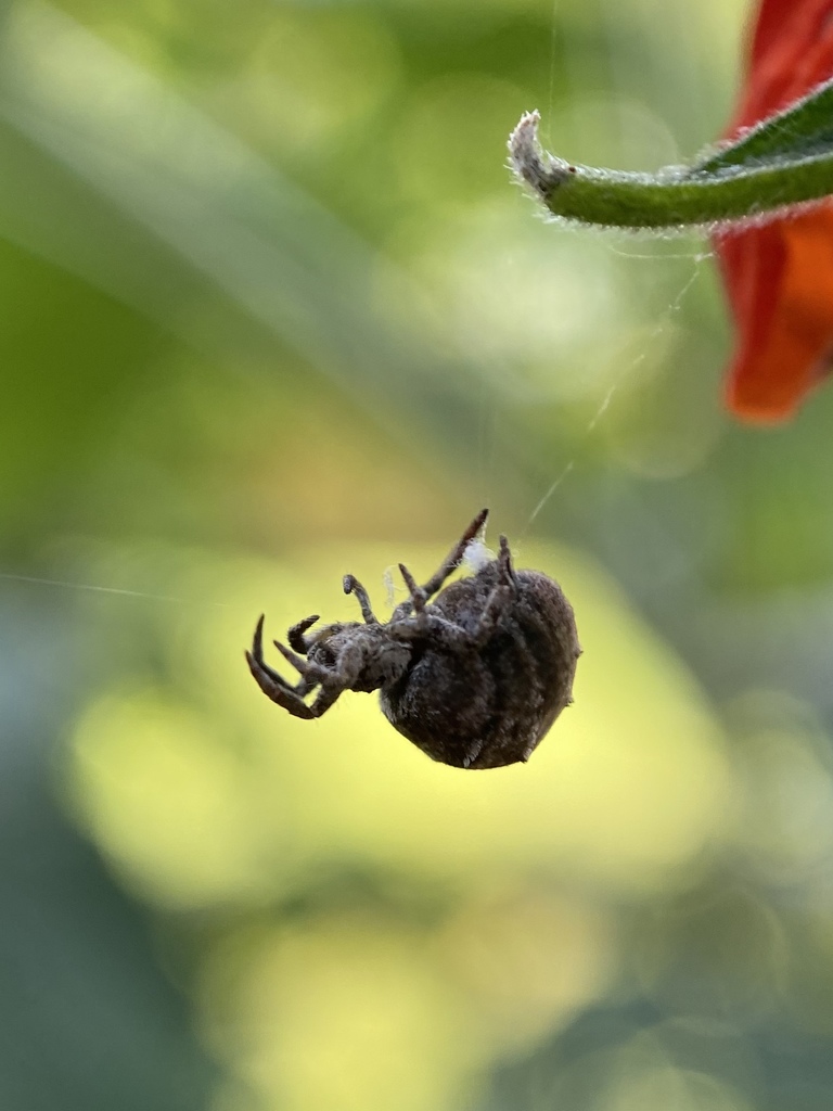 Triangle Web Spiders from Norwich, VT, USA on August 22, 2020 by ...