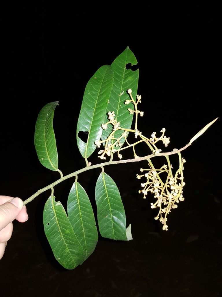 Virola nobilis from Limón, Costa Rica on January 4, 2020 at 06:38 PM by ...