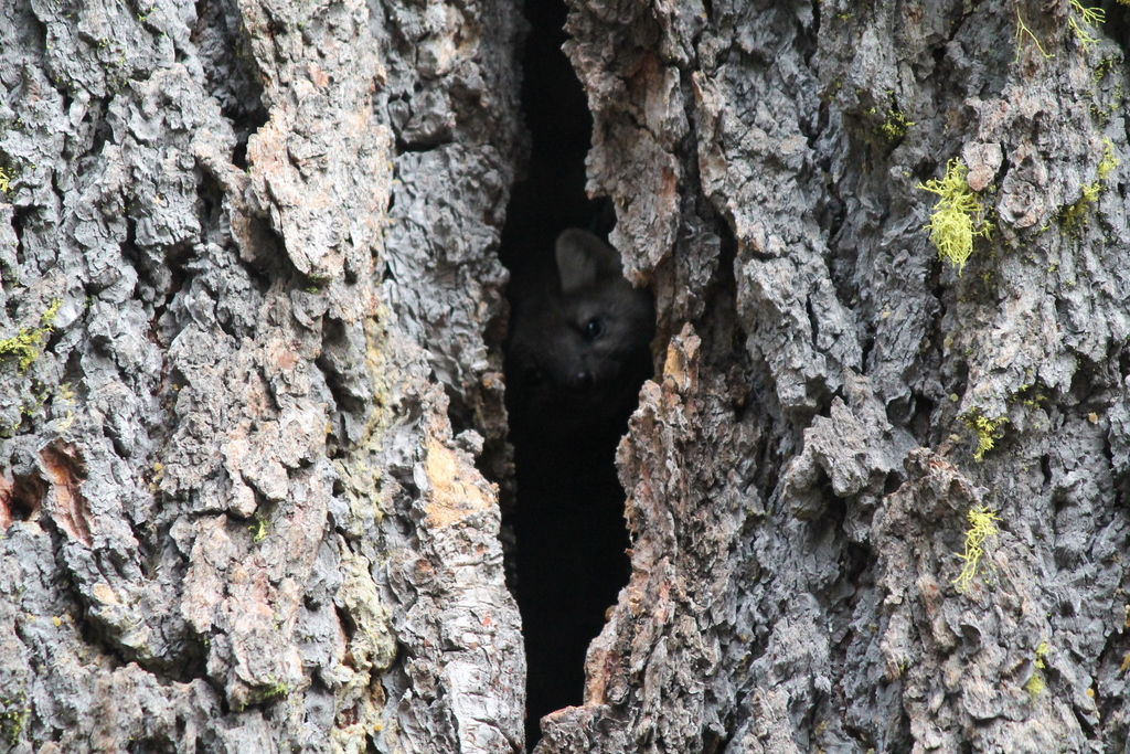Pacific Marten in November 2016 by marie martin · iNaturalist