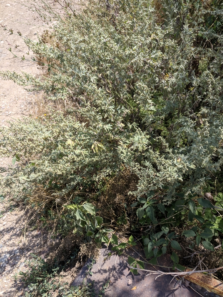 absinthe wormwood from Simferopol's'kyi, Crimea, Ukraine on July 31 ...
