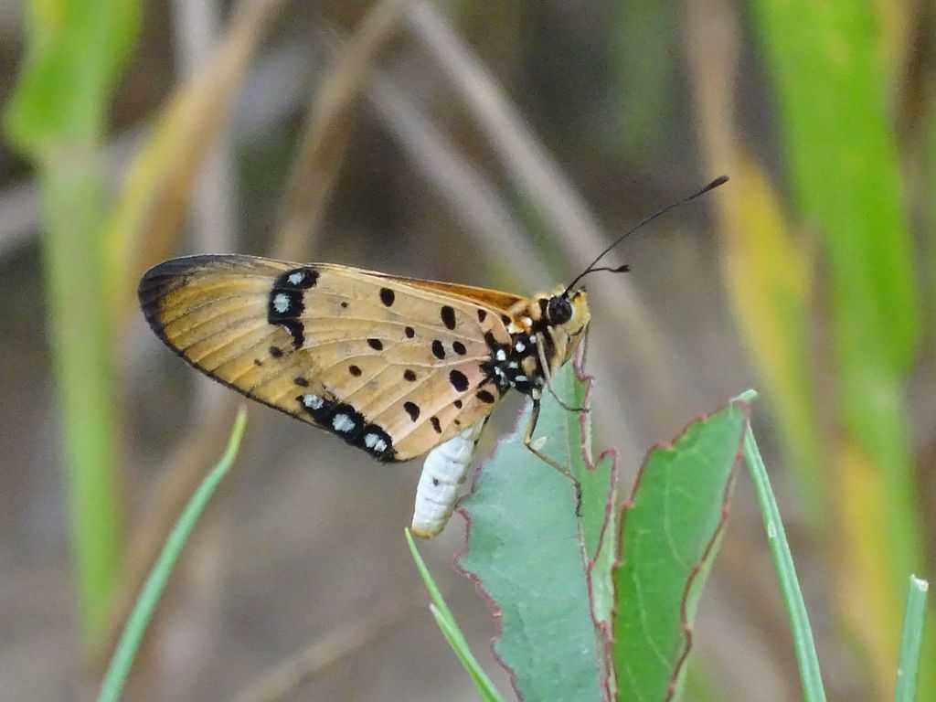 pink acraea from Tanguiéta, Atakora, Benin on August 10, 2020 at 05:26 ...