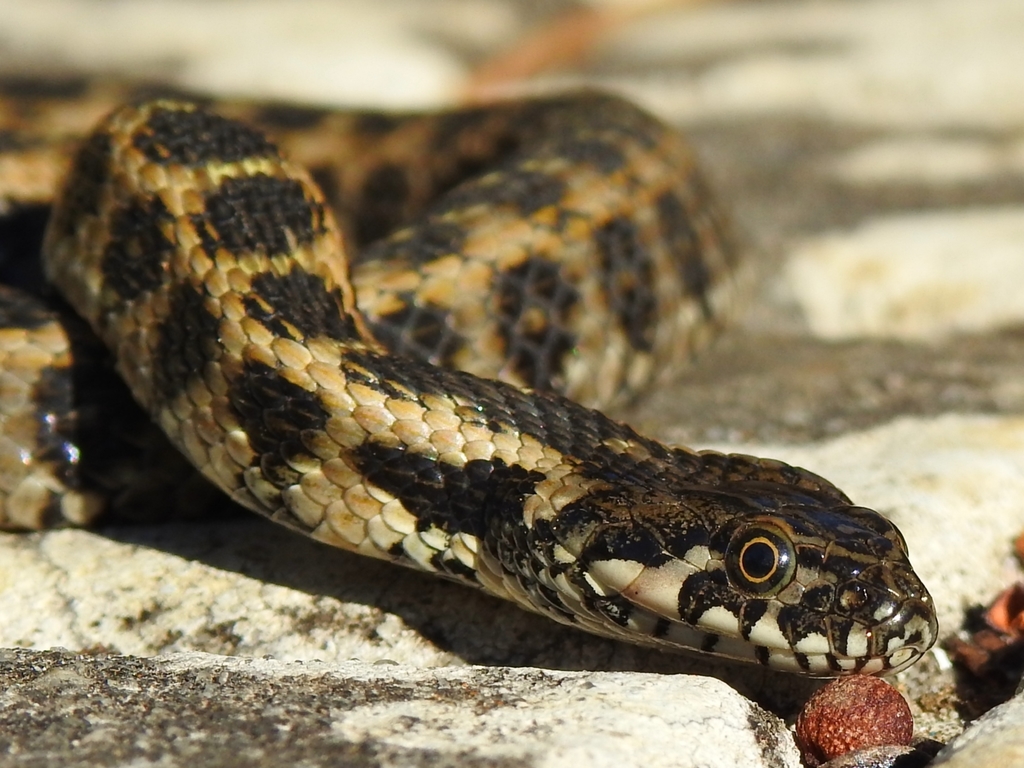 Viperine Snake in August 2020 by Luís Lourenço · iNaturalist
