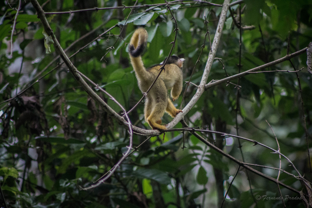 Black-capped Squirrel Monkey (Saimiri boliviensis) - Know Your Mammals