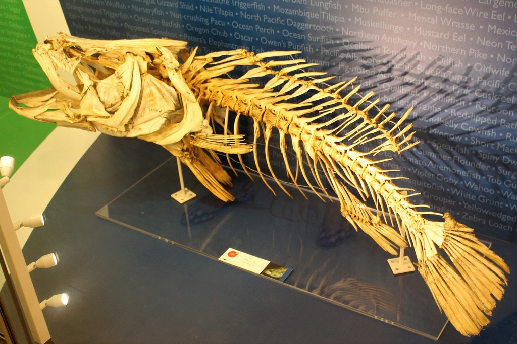 Nile Perch (Lates niloticus) - Marine Life Identification