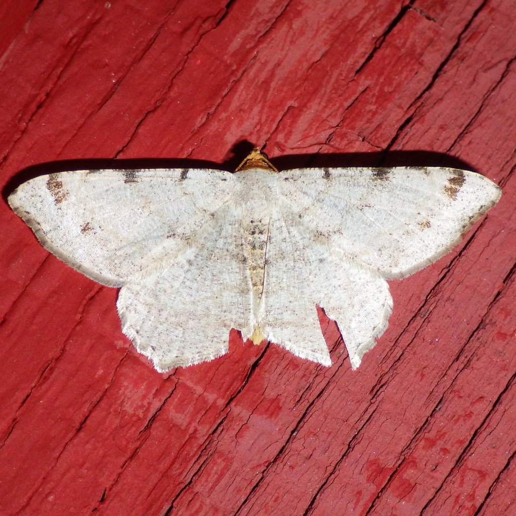 Red-headed Inchworm Moth from Fitzgerald Rd, Burdett, NY 14818, USA on ...