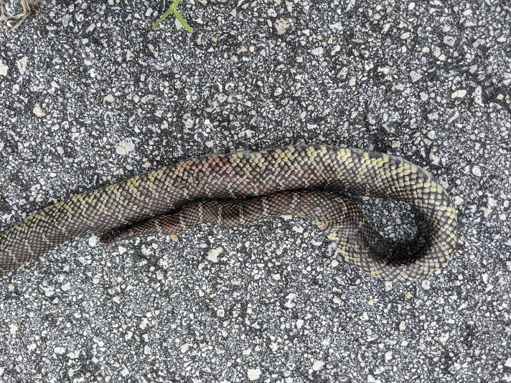Eastern Kingsnake in August 2020 by Joshua Doby · iNaturalist