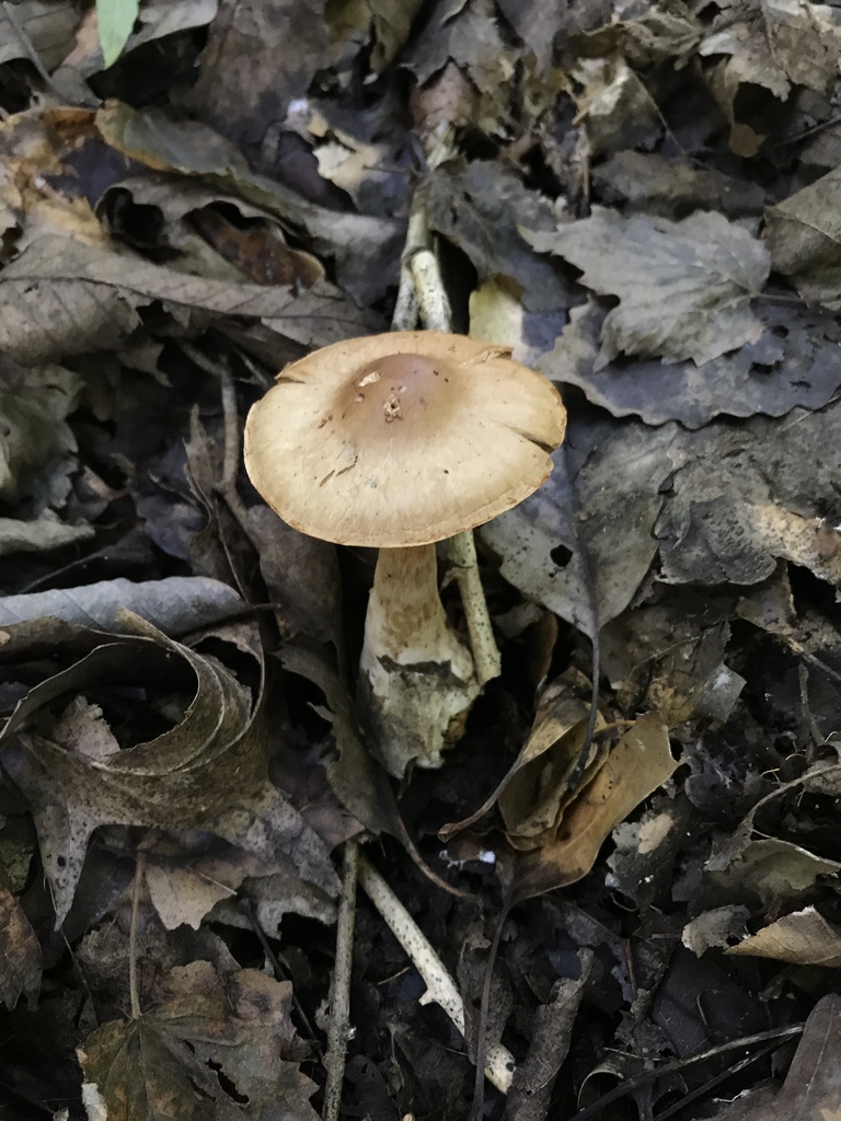Webcaps in August 2020 by Brian Hunt · iNaturalist