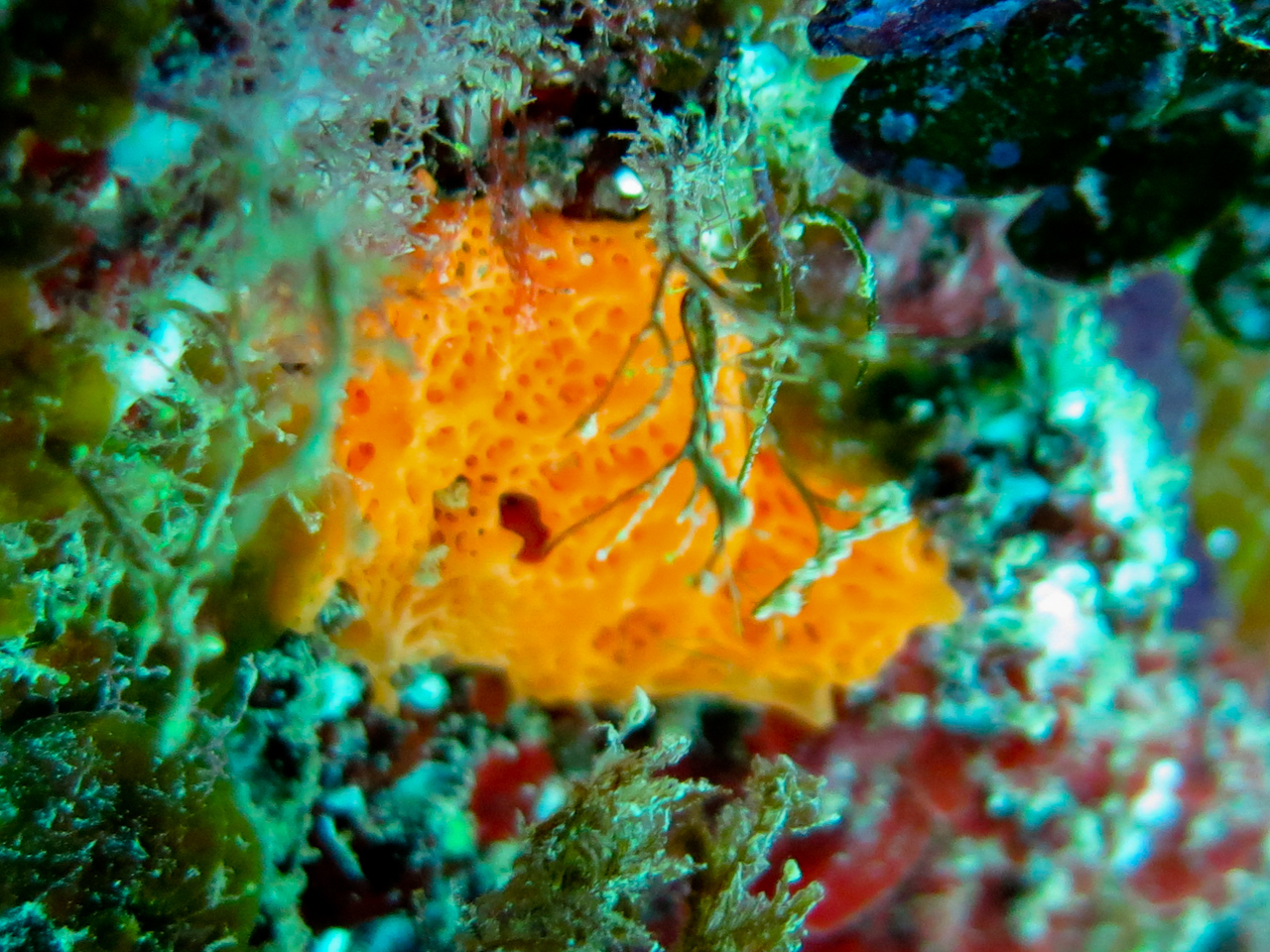 Clathrina rubra Sarà, 1958