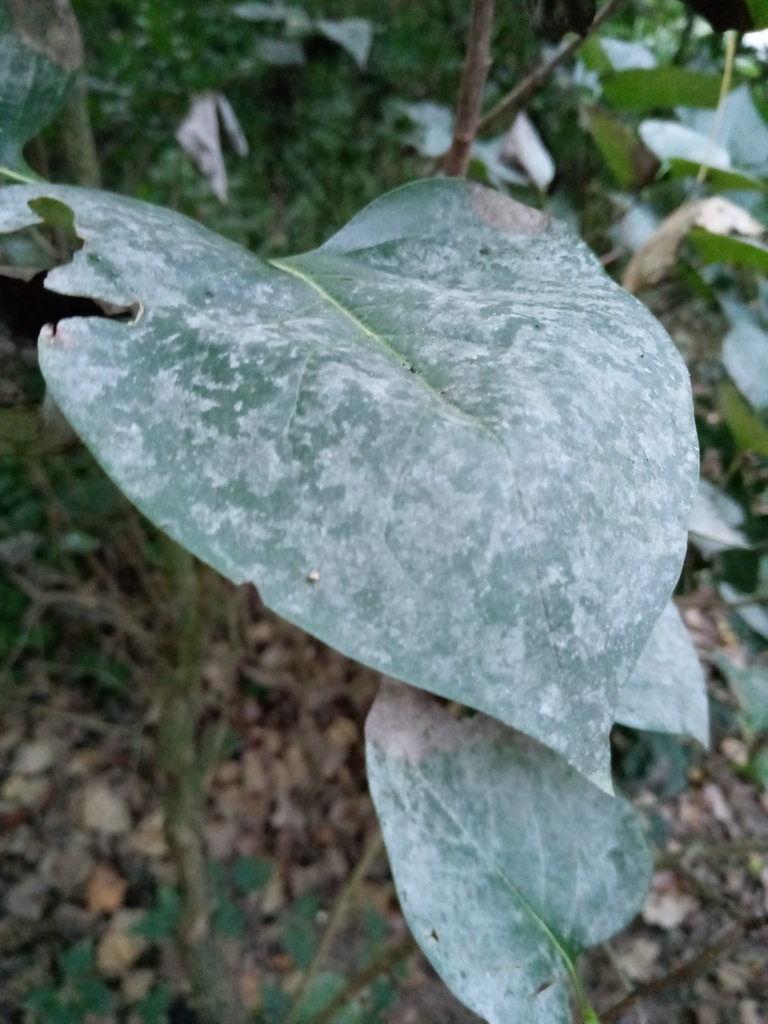 Lilac Powdery Mildew from Sugar Creek Township, IN, USA on August 22 ...