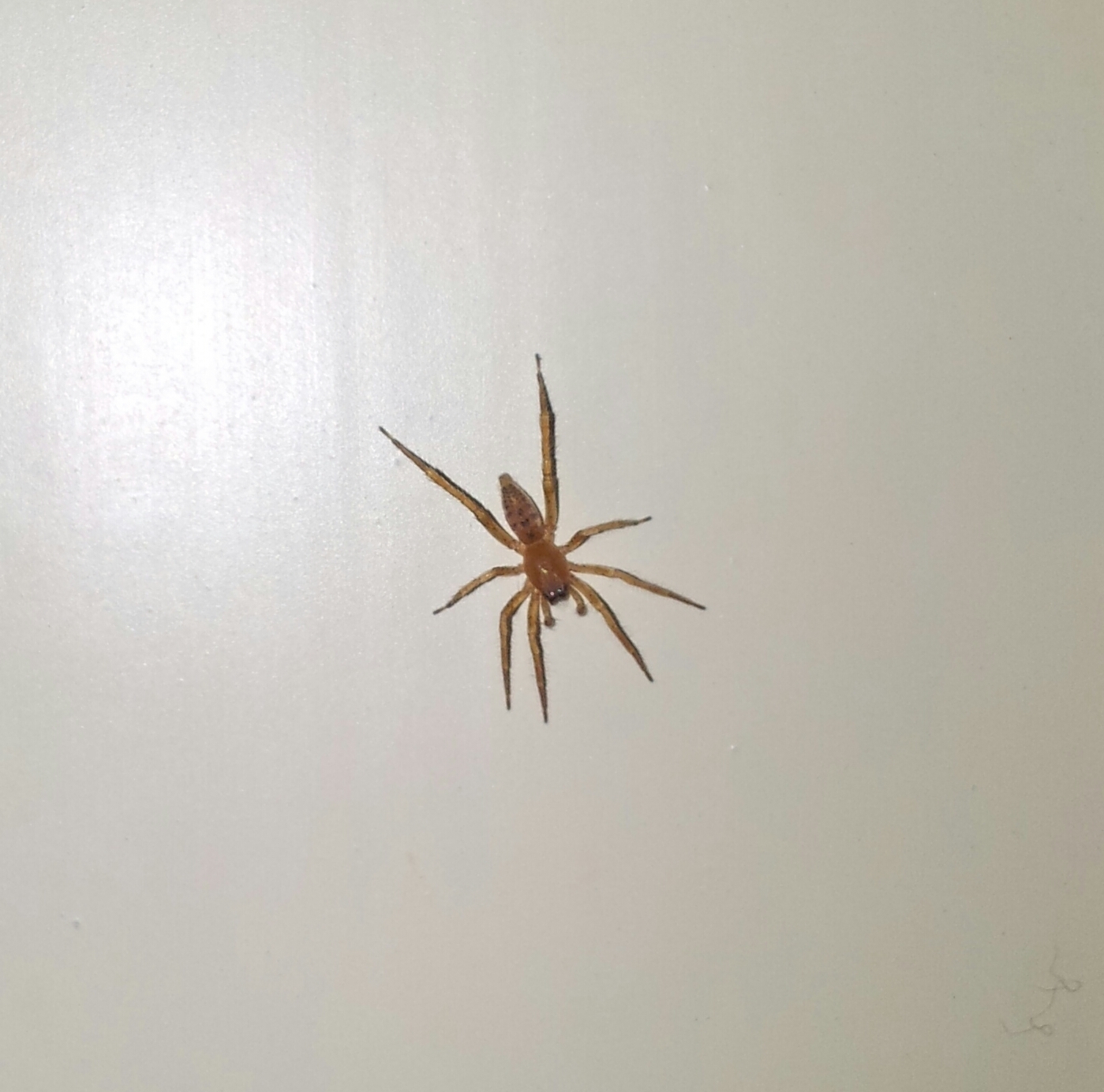 Clubiona filicata O.Pickard-Cambridge, 1874