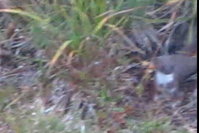 Olympic Weasel (Mustela richardsonii olympica) - Know Your Mammals
