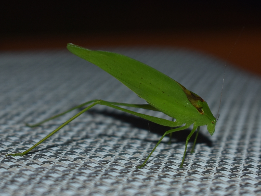 Oblong-winged Katydid from Smithfield, RI 02917, USA on August 21, 2020 ...
