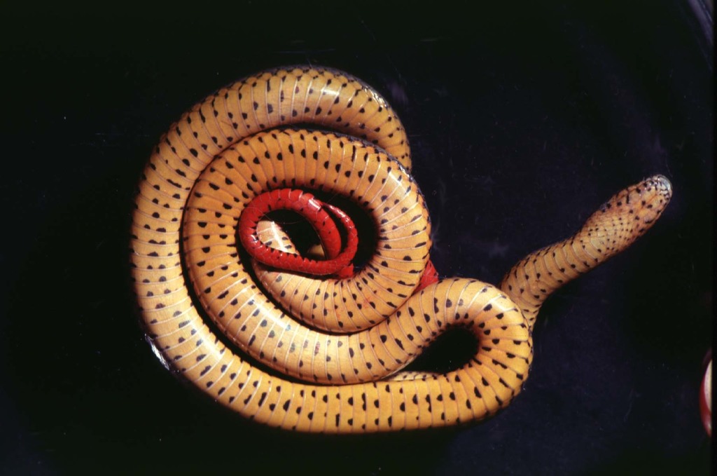 Ring-necked Snakes (Diadophis) - Snakes and Lizards