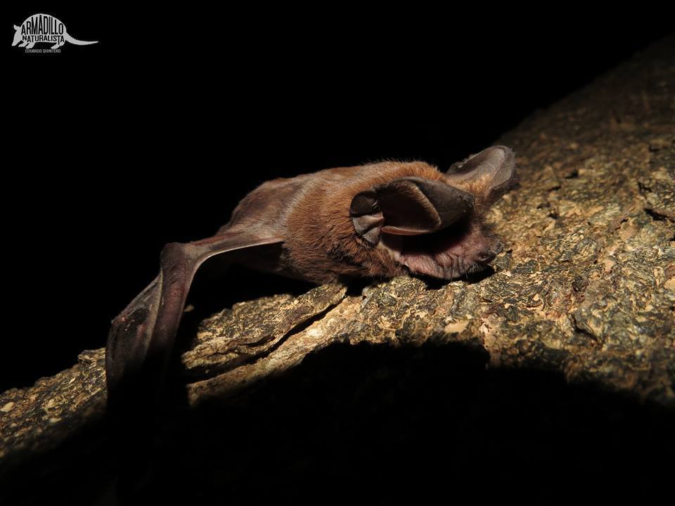 Big Free-tailed Bat (Nyctinomops macrotis) - Know Your Mammals