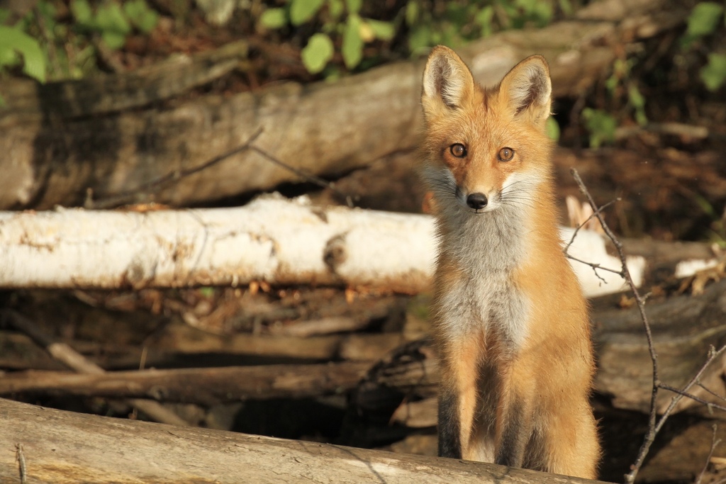 Eastern American Red Fox (Vulpes vulpes fulvus) - Know Your Mammals