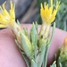 Spring Mountains Goldenbush (Ericameria compacta) · iNaturalist