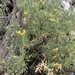 Spring Mountains Goldenbush (Ericameria compacta) · iNaturalist