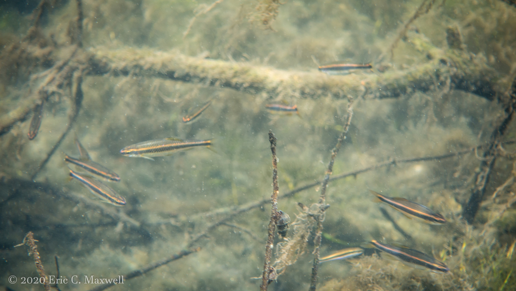 Bluenose Shiner (Pteronotropis welaka) - Marine Life Identification