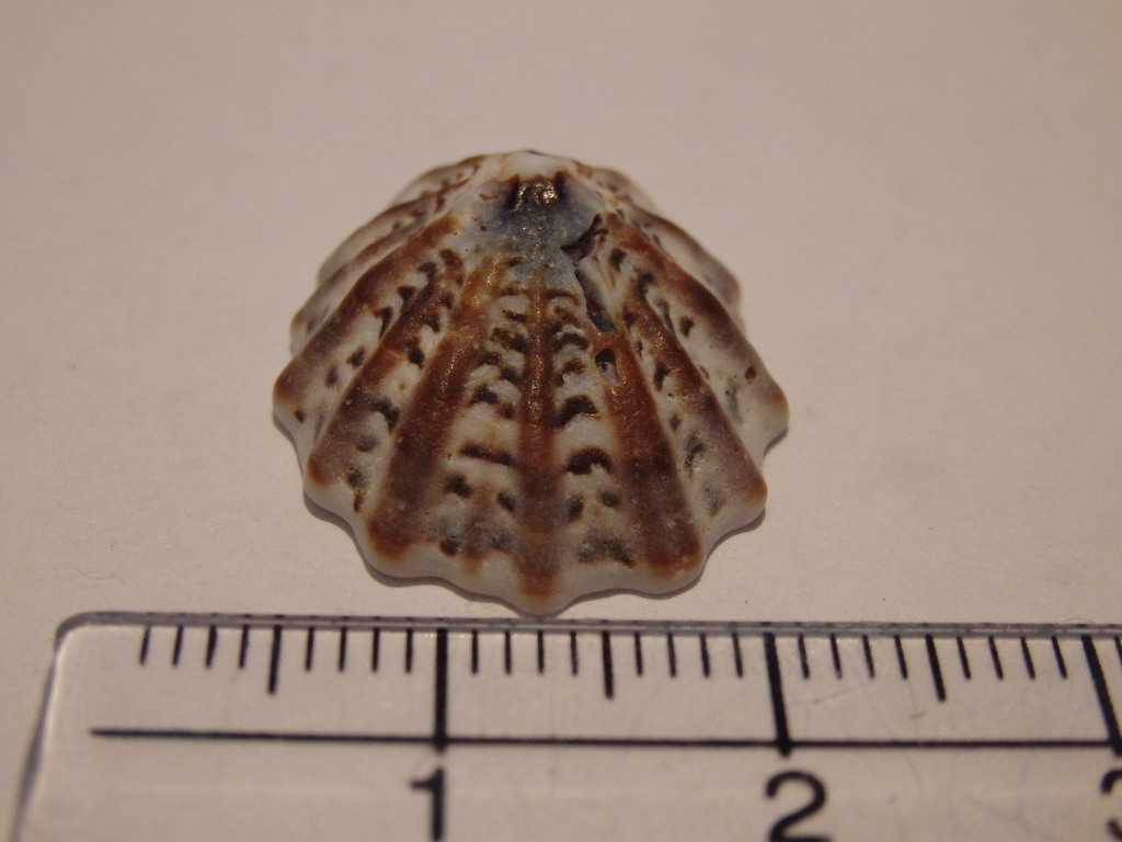 Patelloida alticostata from Inverloch VIC 3996, Australia on January 17 ...