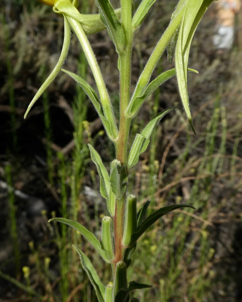tall evening primrose (Oenothera elata) - Botanical Realm
