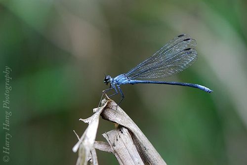 Genus Bayadera · iNaturalist