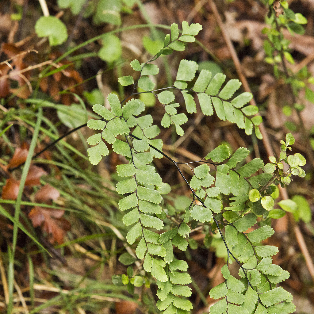 Cunningham's maidenhair (Plants of Tiritiri Matangi ) · iNaturalist