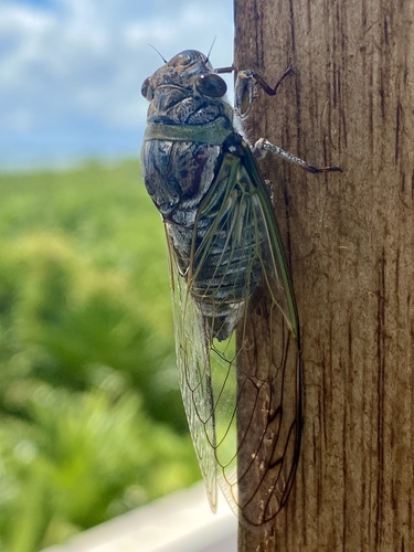 Chicharra sureña (Diceroprocta alacris)