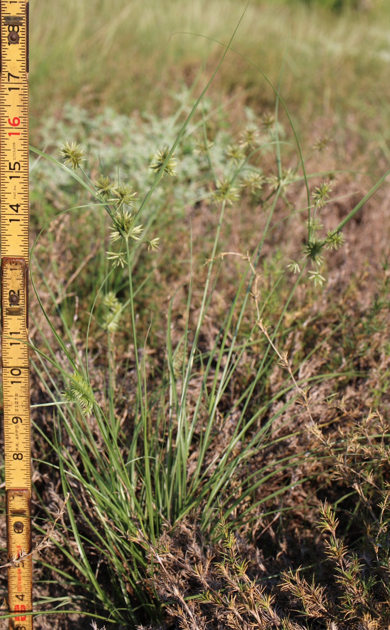 Cyperus retroflexus Buckley