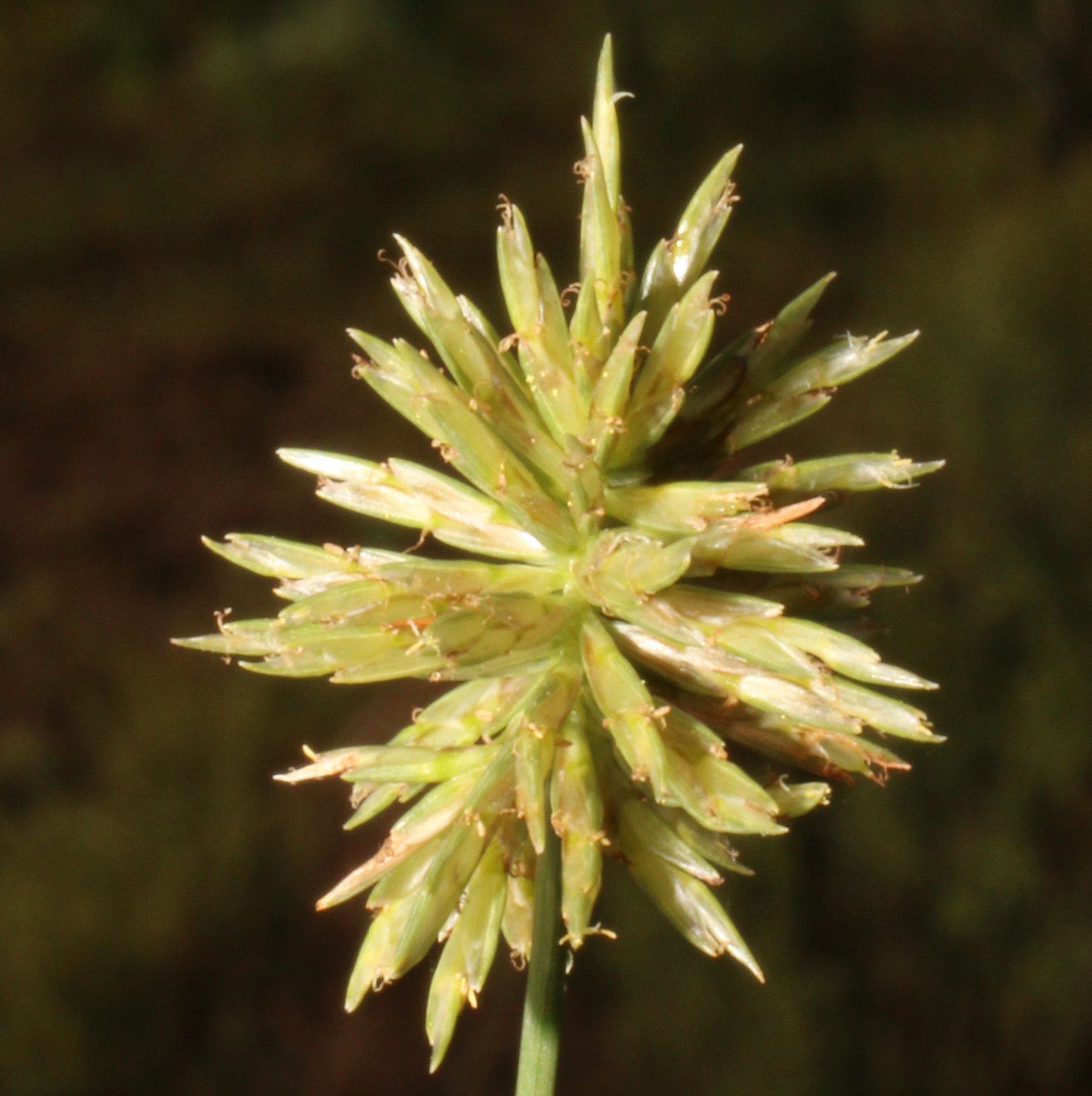 Cyperus retroflexus Buckley