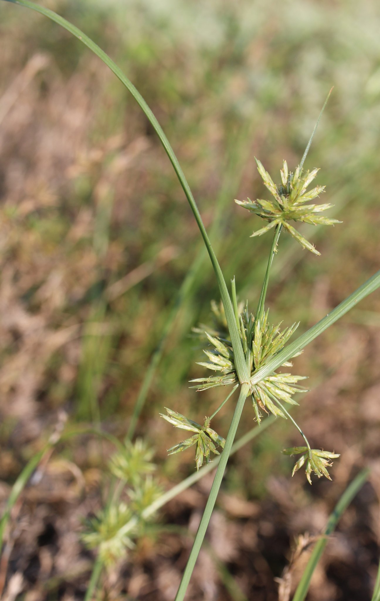 Cyperus retroflexus Buckley