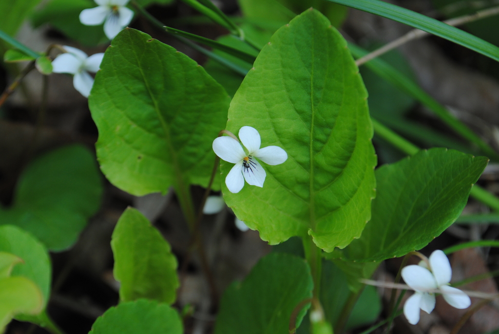 primrose-leaved violet in May 2018 by Zihao Wang · iNaturalist