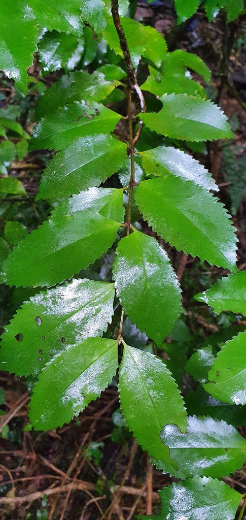 Pukatea from Nelson, New Zealand on August 20, 2020 at 01:07 PM by ...