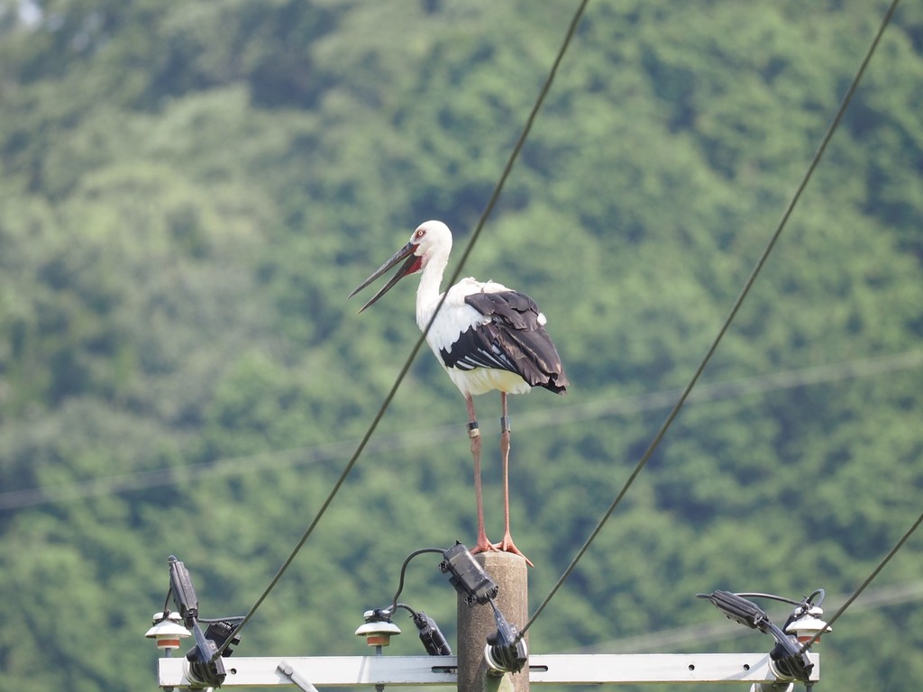 Oriental Stork in August 2020 by Keita Watanabe · iNaturalist