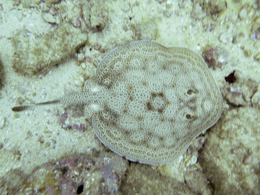 Leopard Round Stingray from Saboga, Panama on July 18, 2016 at 09:02 AM ...