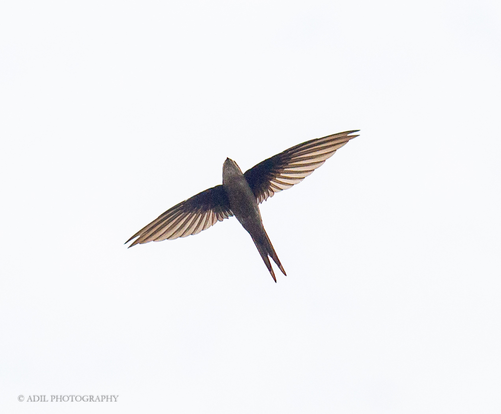 Asian Palm Swift (Cypsiurus balasiensis) - Avian Discovery