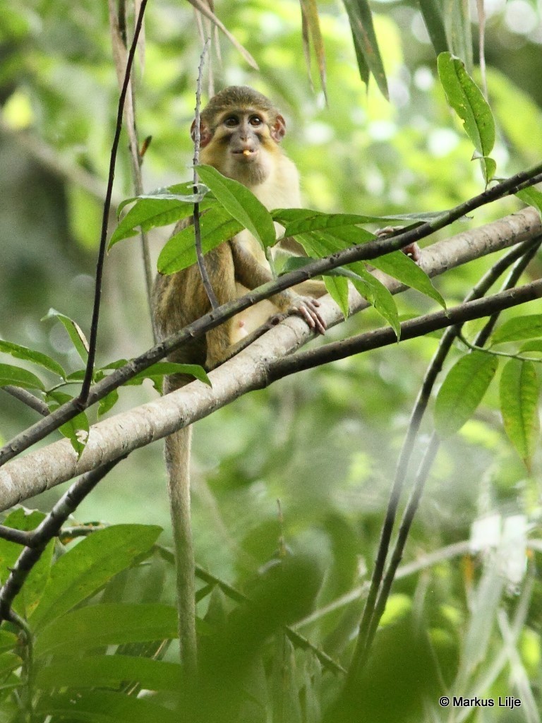 Talapoins (Miopithecus) - Know Your Mammals