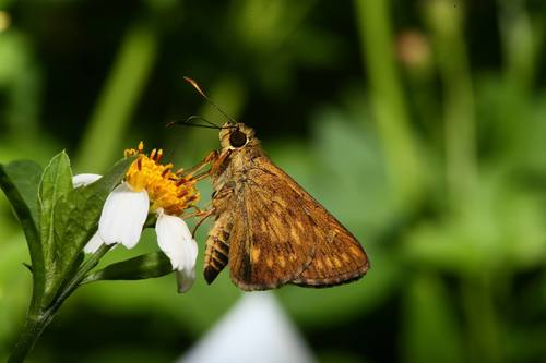 Halpe gamma · iNaturalist Mexico