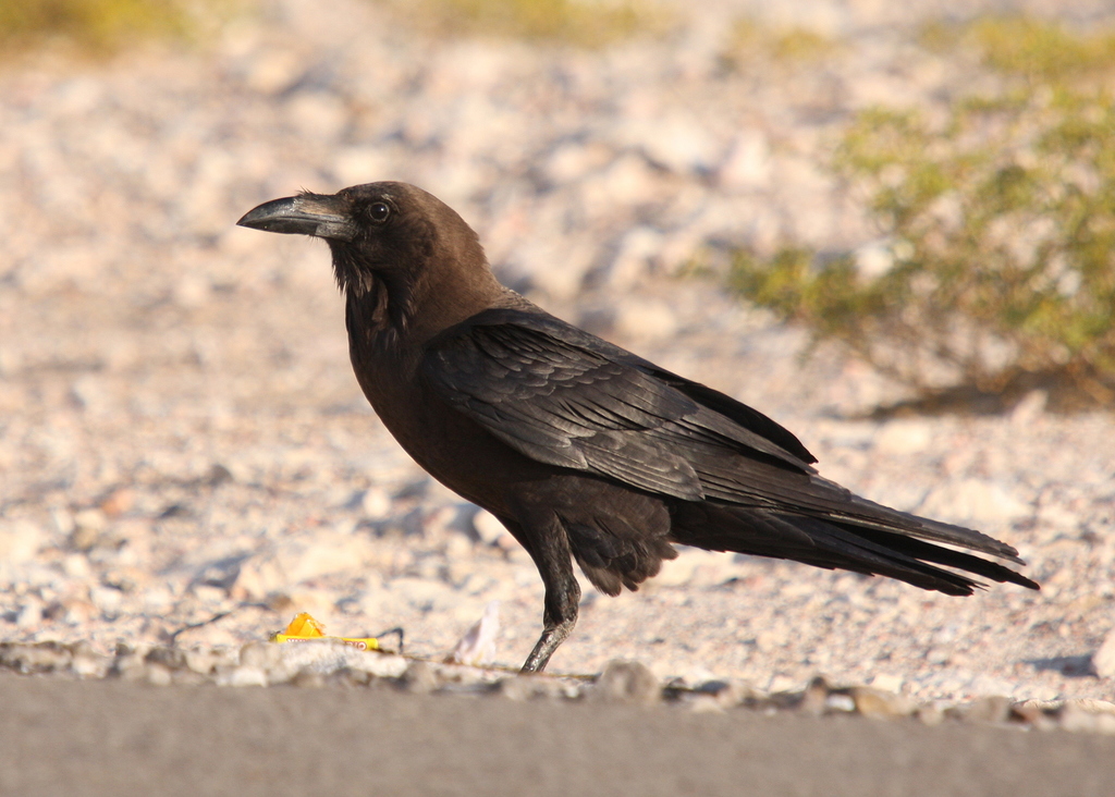 Brown-necked Raven (Birds of Saudi Arabia) · iNaturalist