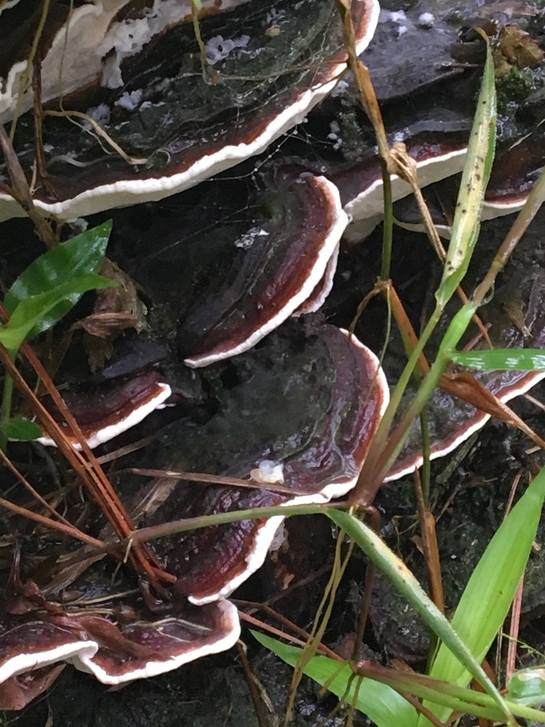 Nigroporus vinosus (Guía general de Macrohongos de Costa Rica I ...