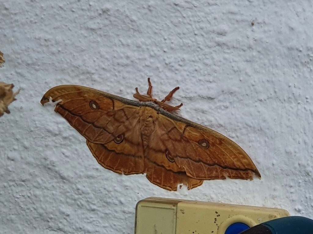 Japanese Silk Moth from Thurmansbang on August 23, 2020 at 09:39 AM by ...