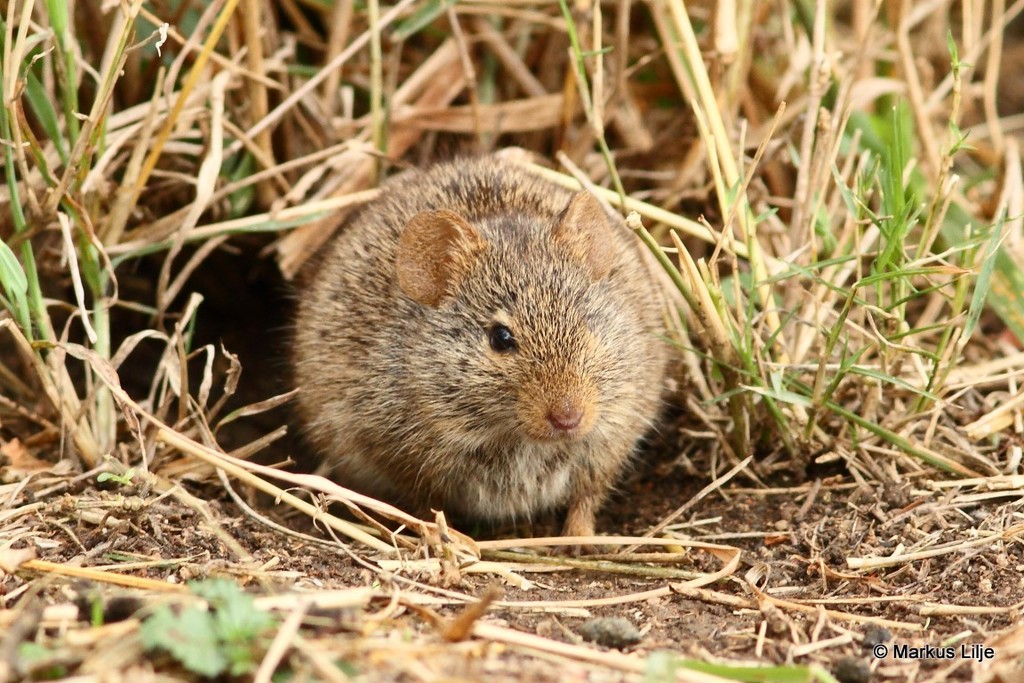 Nile Grass Rat (Arvicanthis niloticus) - Know Your Mammals
