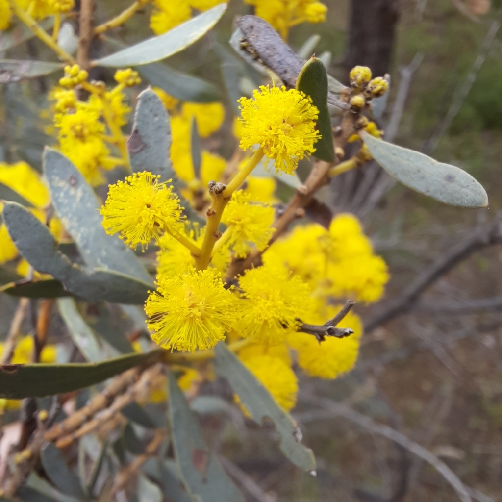 Golden Wattle (Native Flora of the Victorian Volcanic Plains Part 1 ...