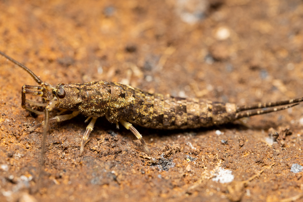 Machiloides heegi from Hogsback, 5721, South Africa on August 15, 2020 ...