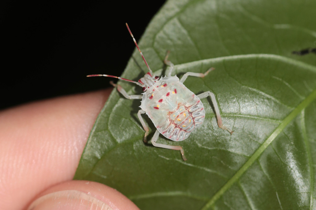 Brown Marmorated Stink Bug from Waldstraßenviertel, Leipzig ...