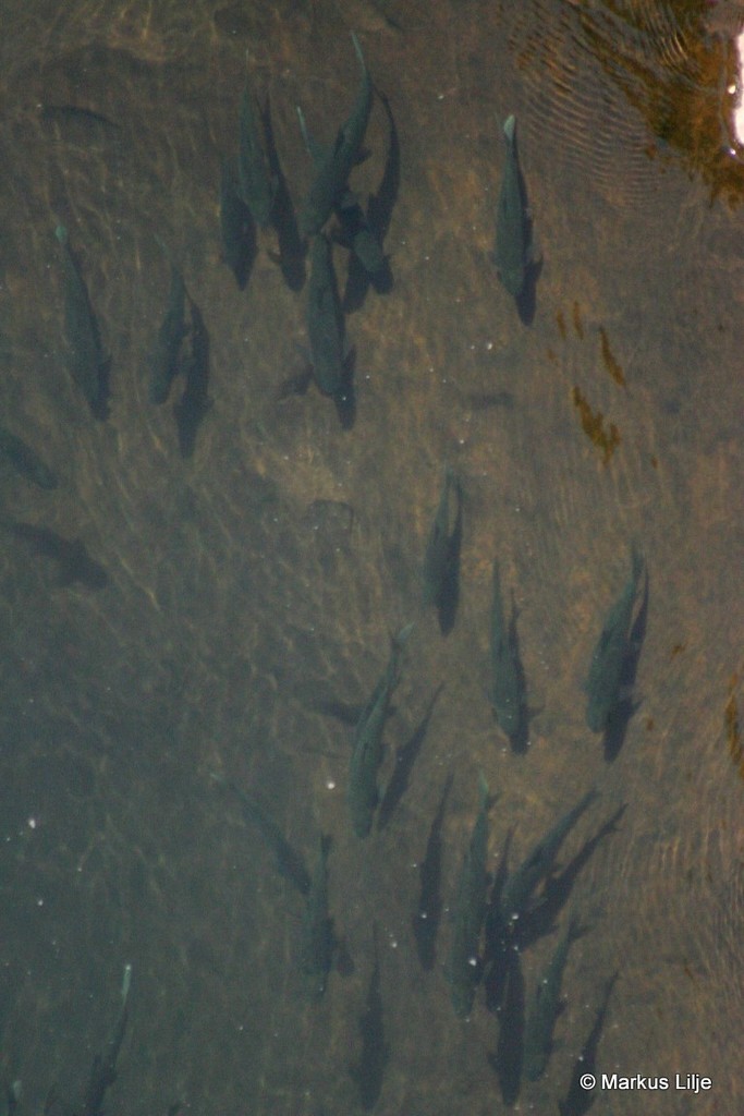 Labeobarbus marequensis (Freshwater Fish of southern Africa) · iNaturalist