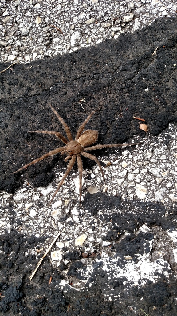 White-banded Fishing Spider from Brazos Bend State Park on July 18 ...