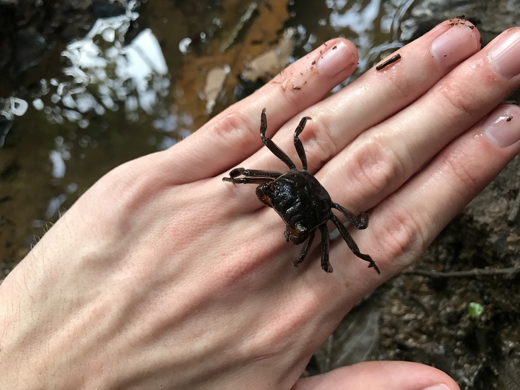 Mangrove Tree Crab from Caribbean Sea, Pococi, Limon, CR on July 18 ...