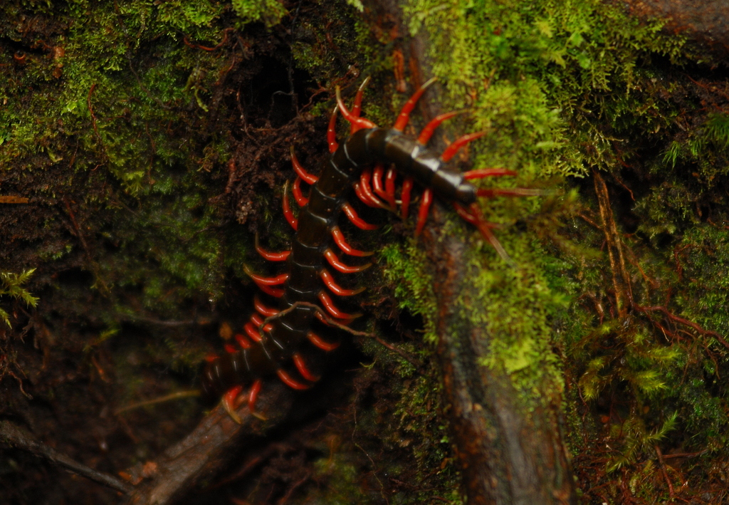 Pacific Giant Centipede from Brinchang, 39000 Brinchang, Pahang ...